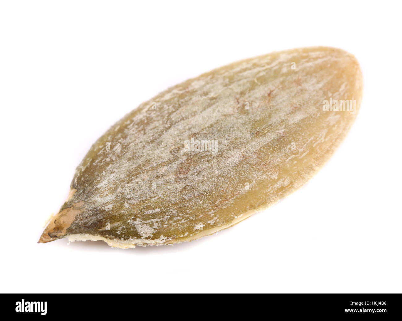 One dry pumpkin seed Stock Photo - Alamy