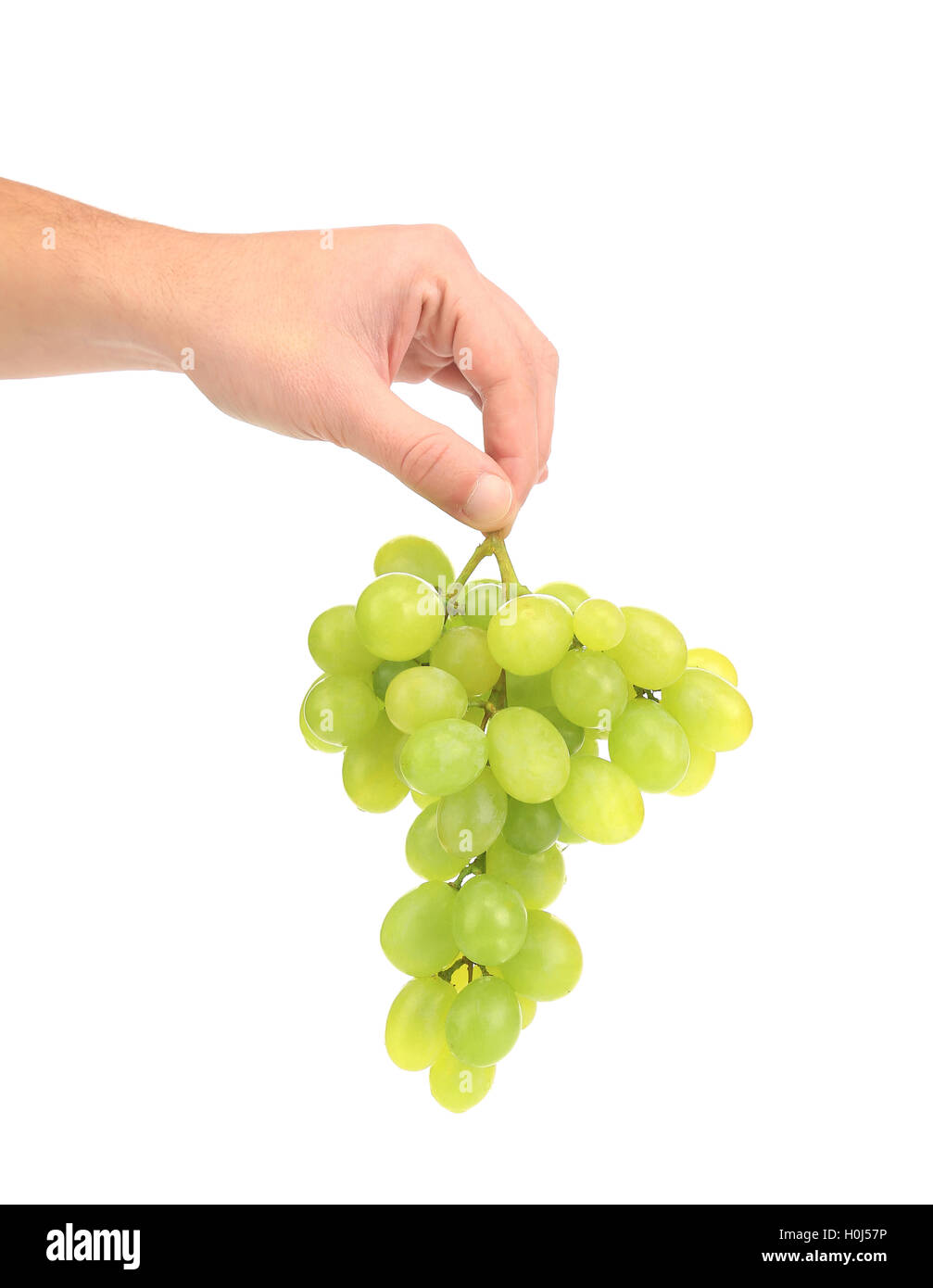 Branch of green ripe grapes in hand Stock Photo - Alamy