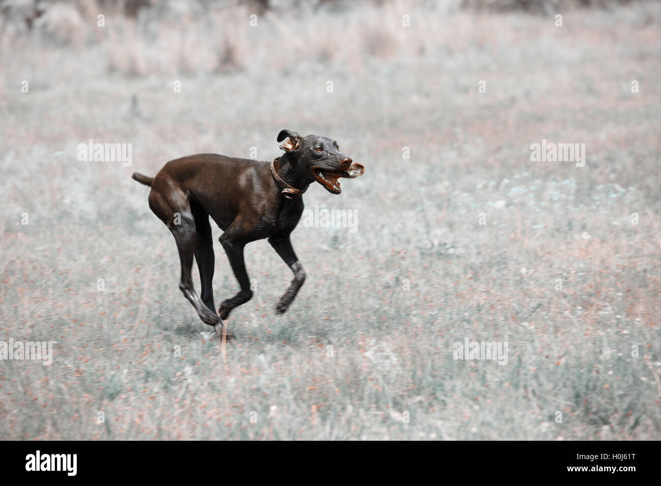Dirty dog running Stock Photo - Alamy