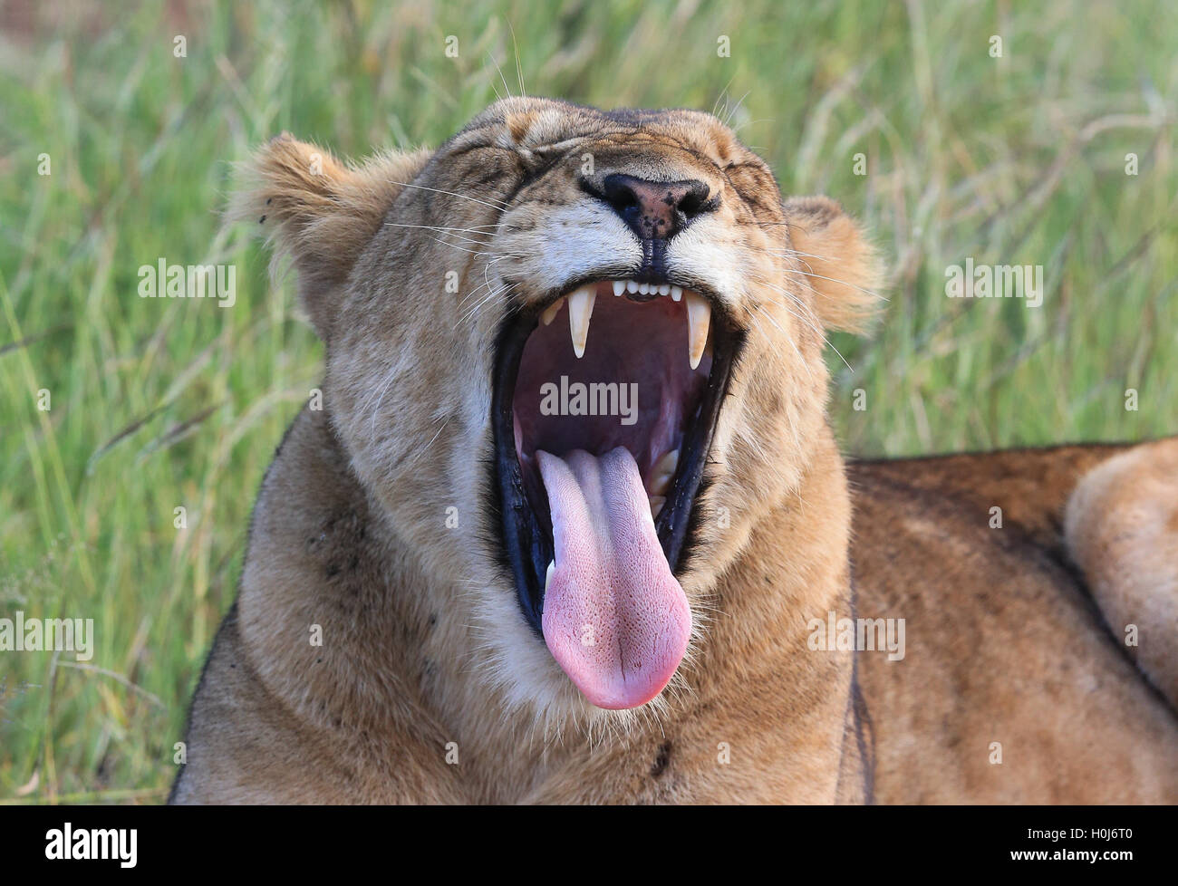 Close up of a Lioness showing her teeth at The Kruger National Park ...