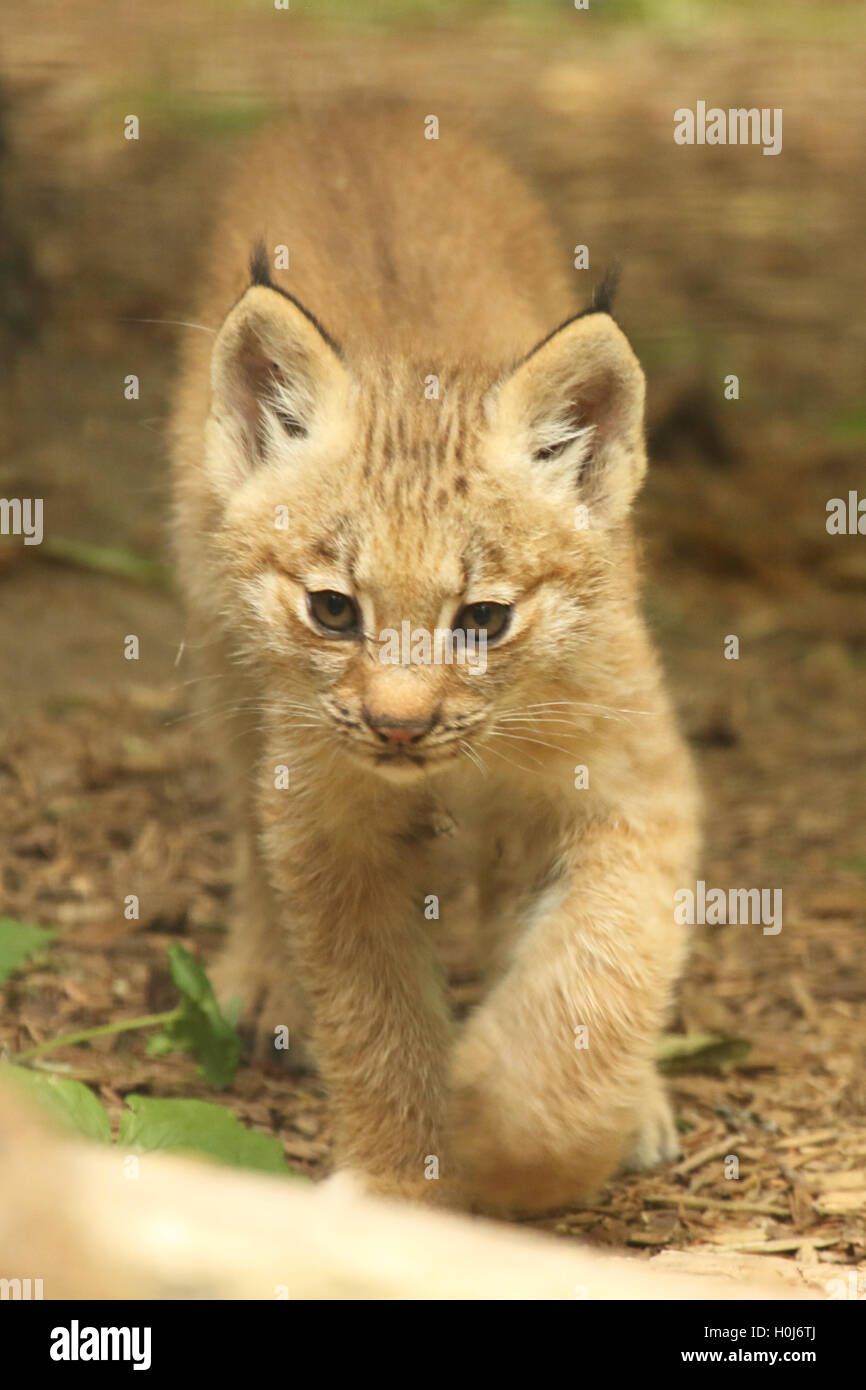 Baby lynx hi-res stock photography and images - Alamy
