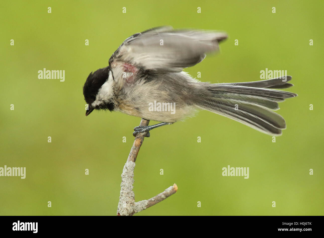 Chickadee flying hi-res stock photography and images - Alamy