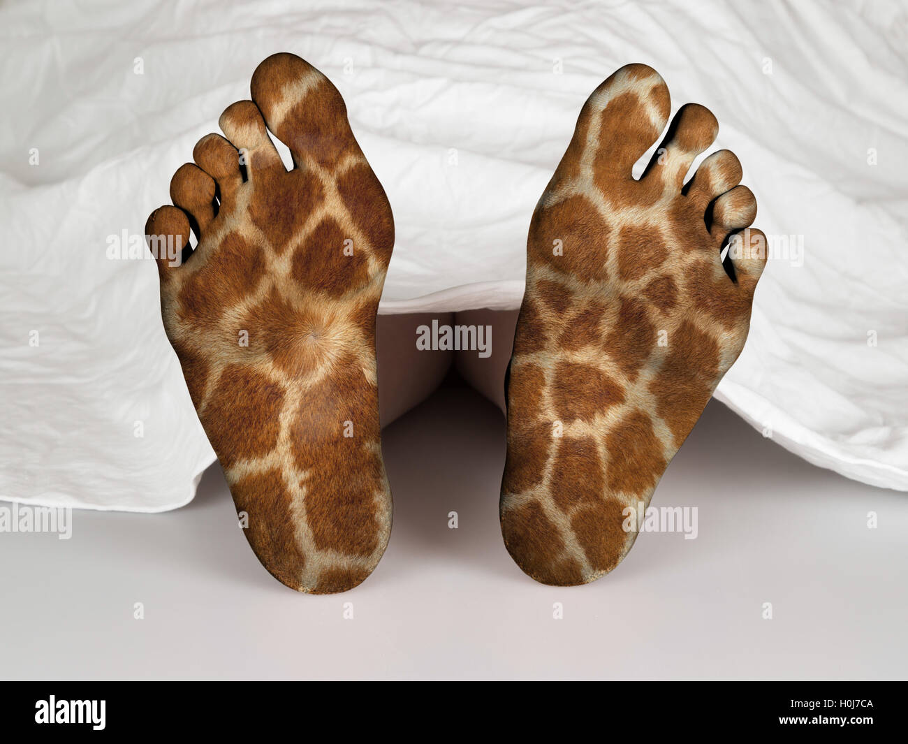 Giraffe feet hi-res stock photography and images - Alamy