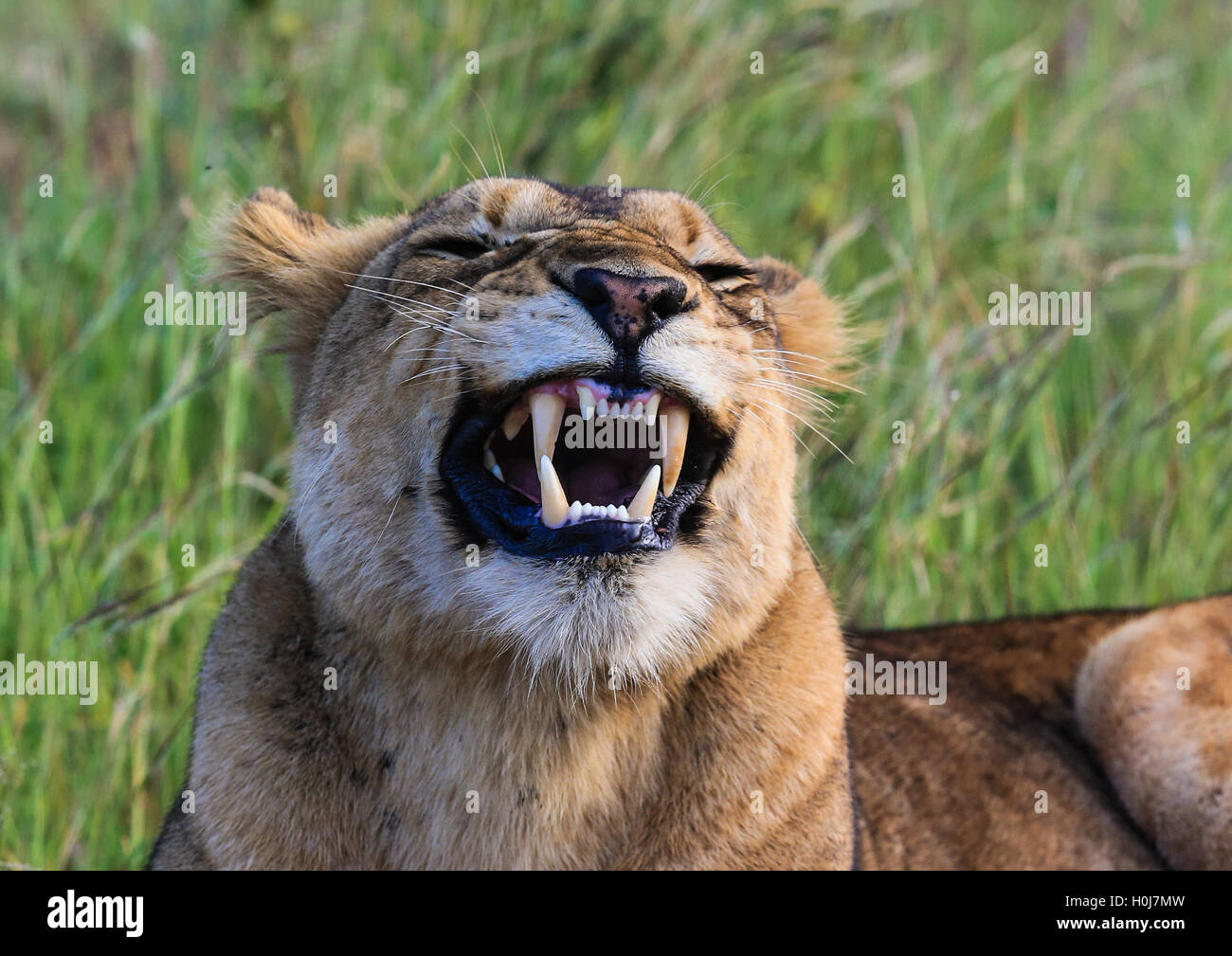 Lioness showing teeth hi-res stock photography and images - Alamy
