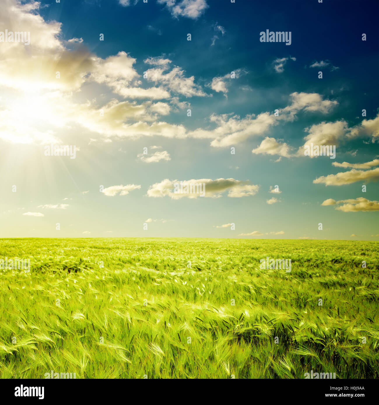 dramatic sunset and green field Stock Photo - Alamy