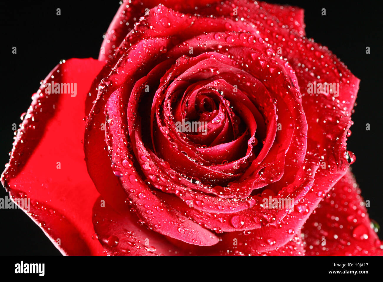 Red Wet Rose Stock Photo - Alamy