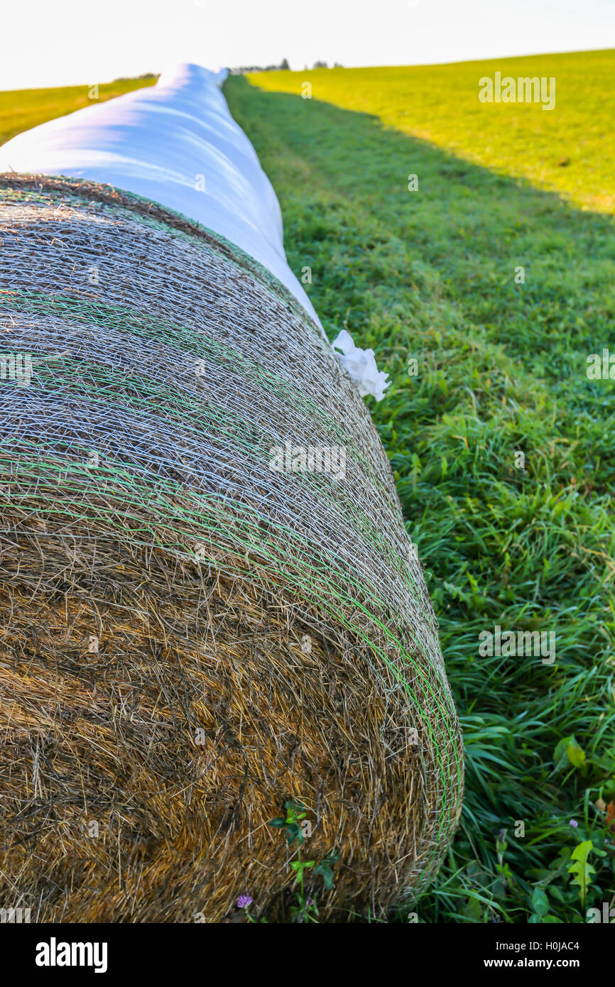 Long hay hi-res stock photography and images - Alamy