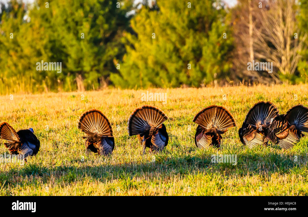 With their backs facing hi-res stock photography and images - Alamy