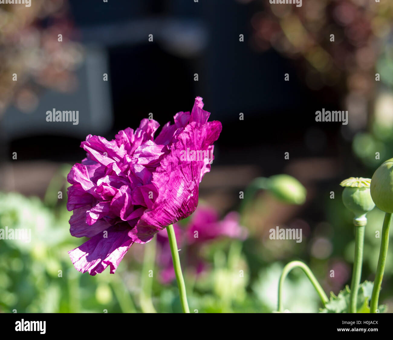 Papaver orientale (Oriental poppy) Order Ranunculales, Family ...
