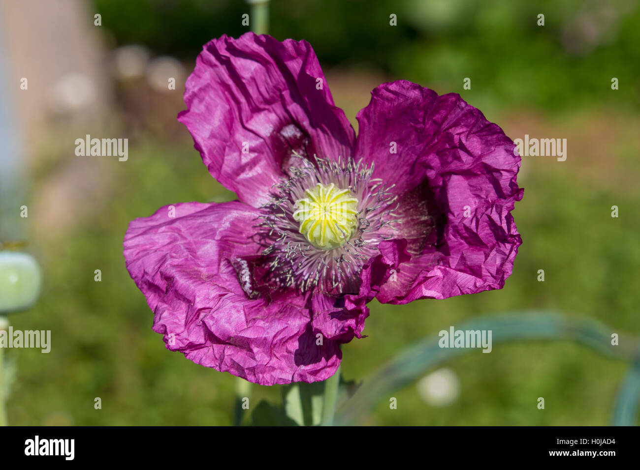 Papaver orientale (Oriental poppy) Order Ranunculales, Family ...