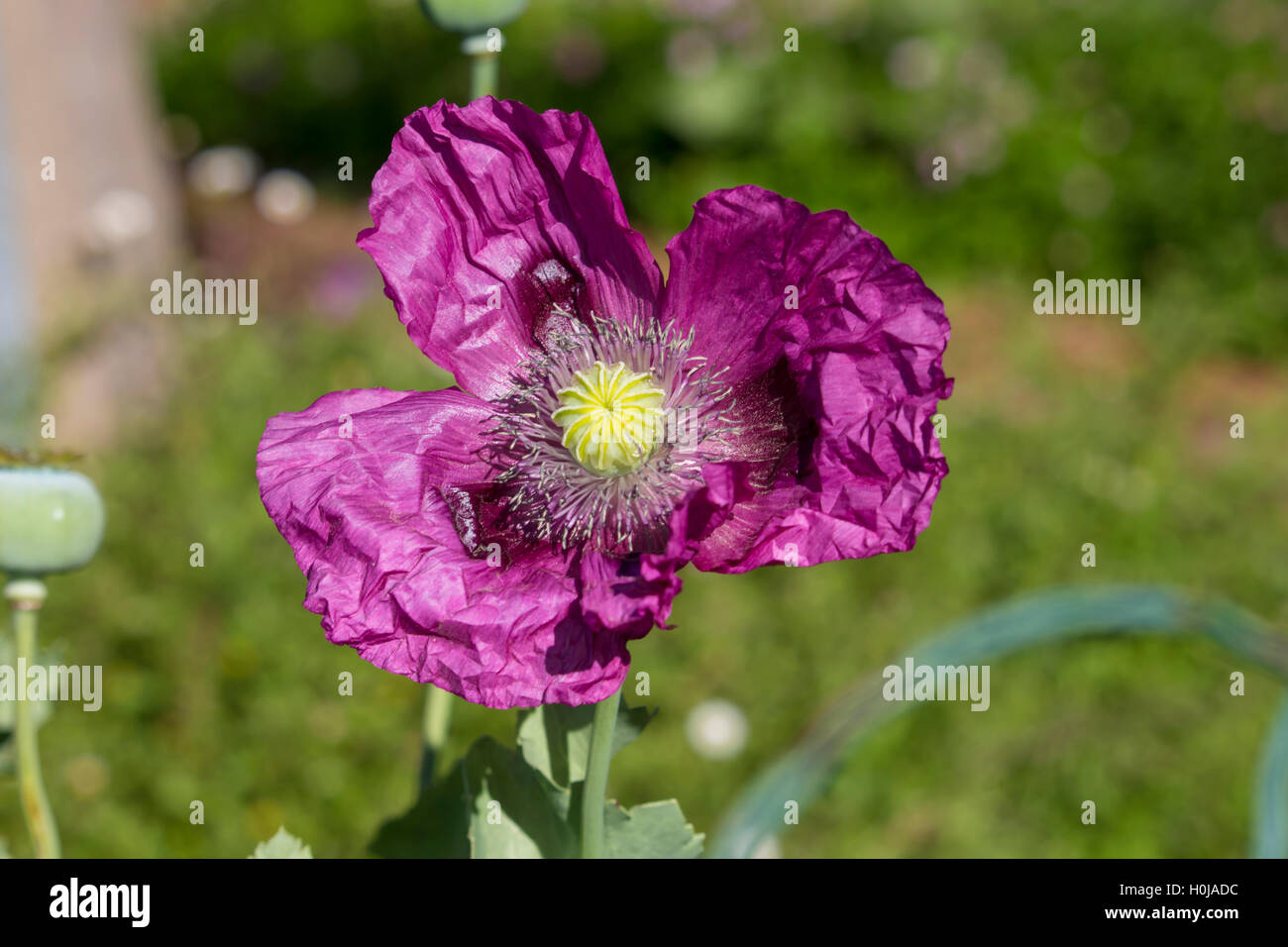 Papaver orientale (Oriental poppy) Order Ranunculales, Family ...