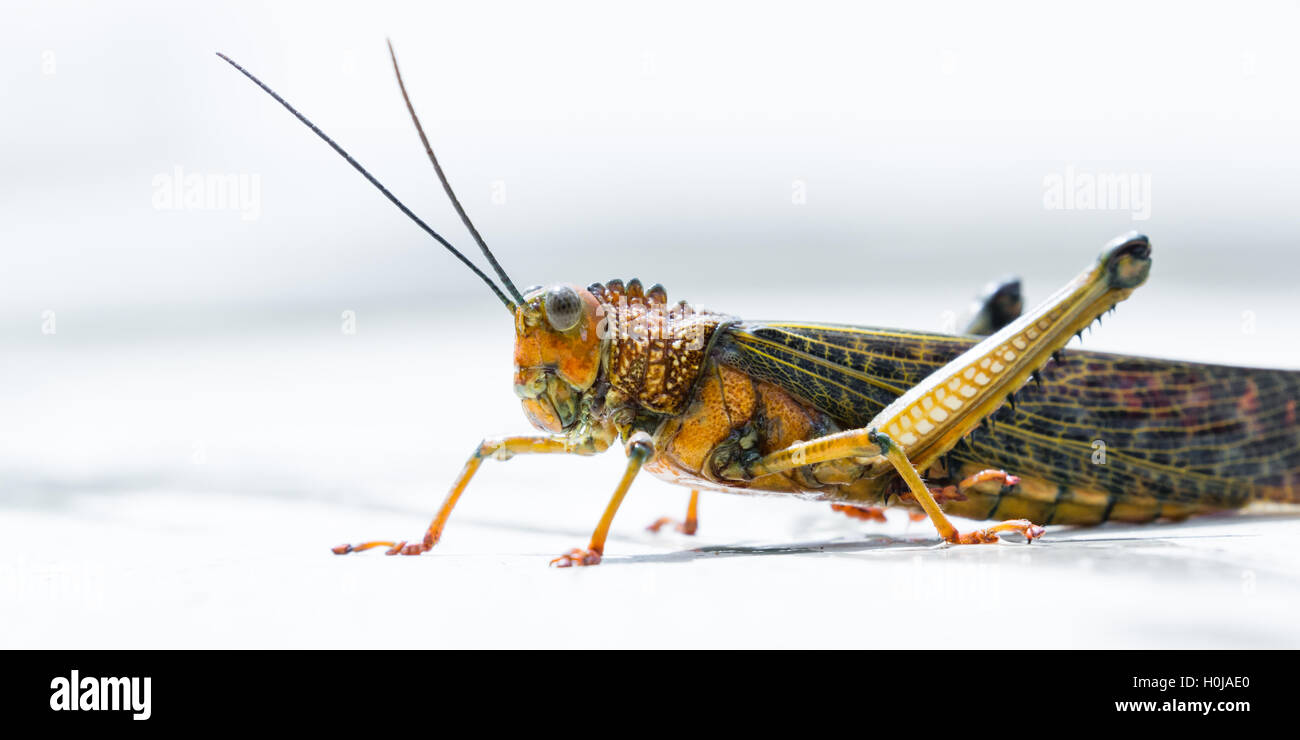 close up of a giant tropical grasshopper standing on white concrete at ...