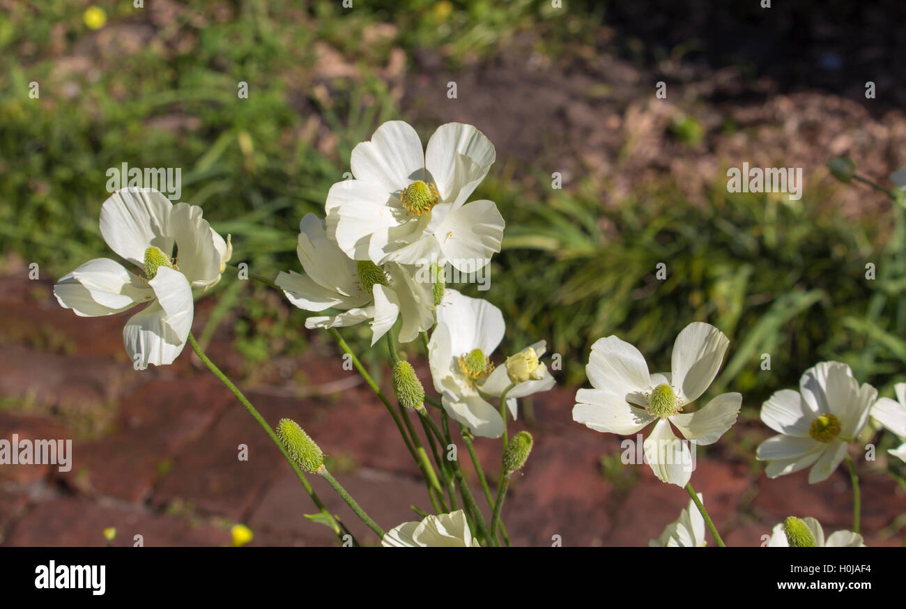 .Delicate snow white double flowered Anemone a genus of 120 species of ...