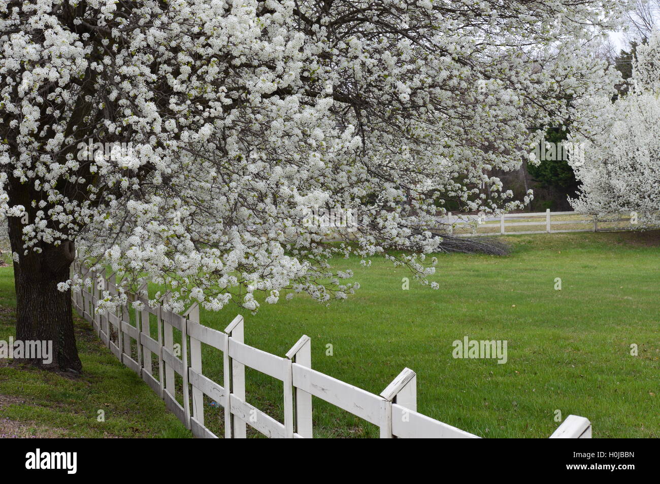 Spring Blossoms on trees in Pasadena, Maryland at Mountain and Long ...