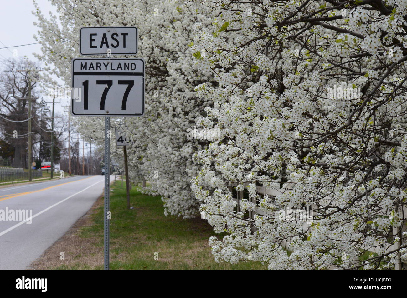 Spring Blossoms on trees in Pasadena, Maryland at Mountain and Long ...