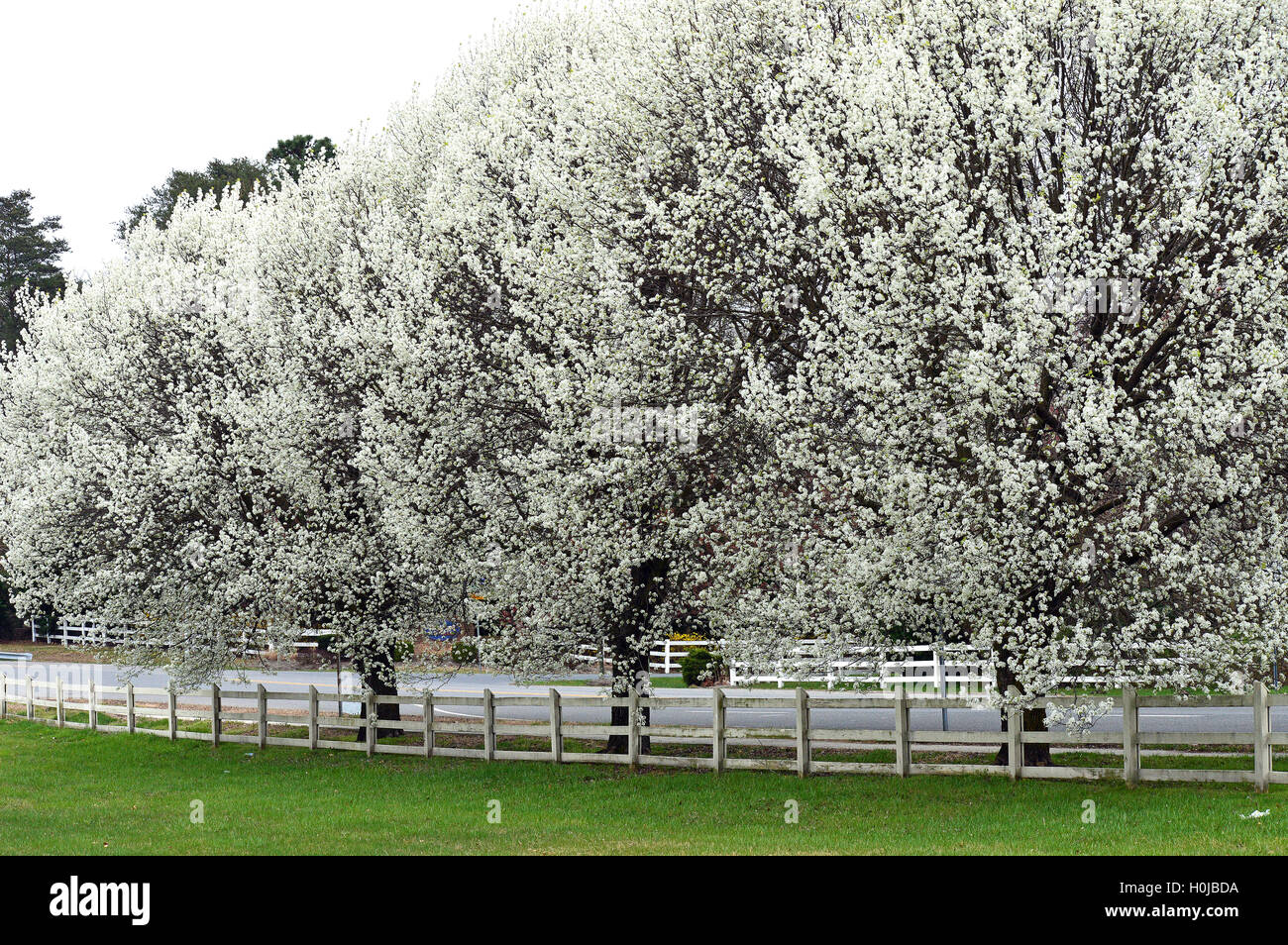 Spring Blossoms on trees in Pasadena, Maryland at Mountain and Long ...