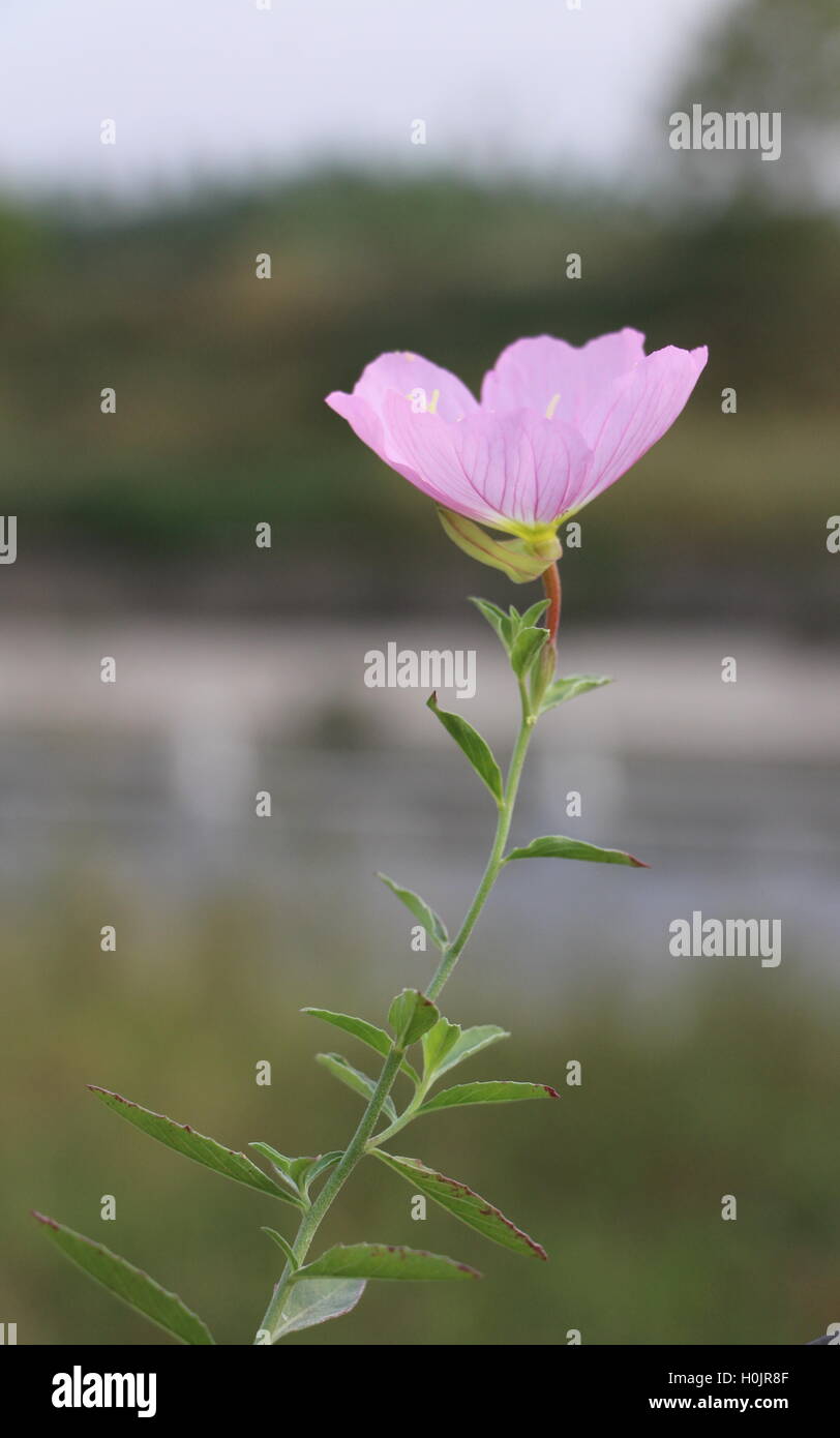 Xiaogan, Xiaogan, China. 21st Sep, 2016. Xiaogan, CHINA-September 20 ...