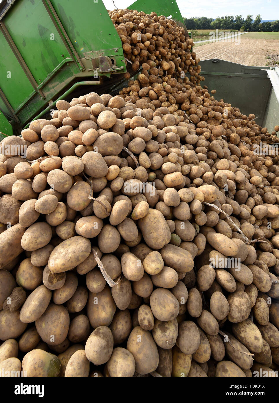 Waxy potatoes hi-res stock photography and images - Alamy