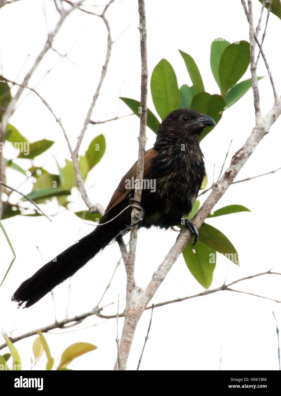 Coucals hi-res stock photography and images - Alamy