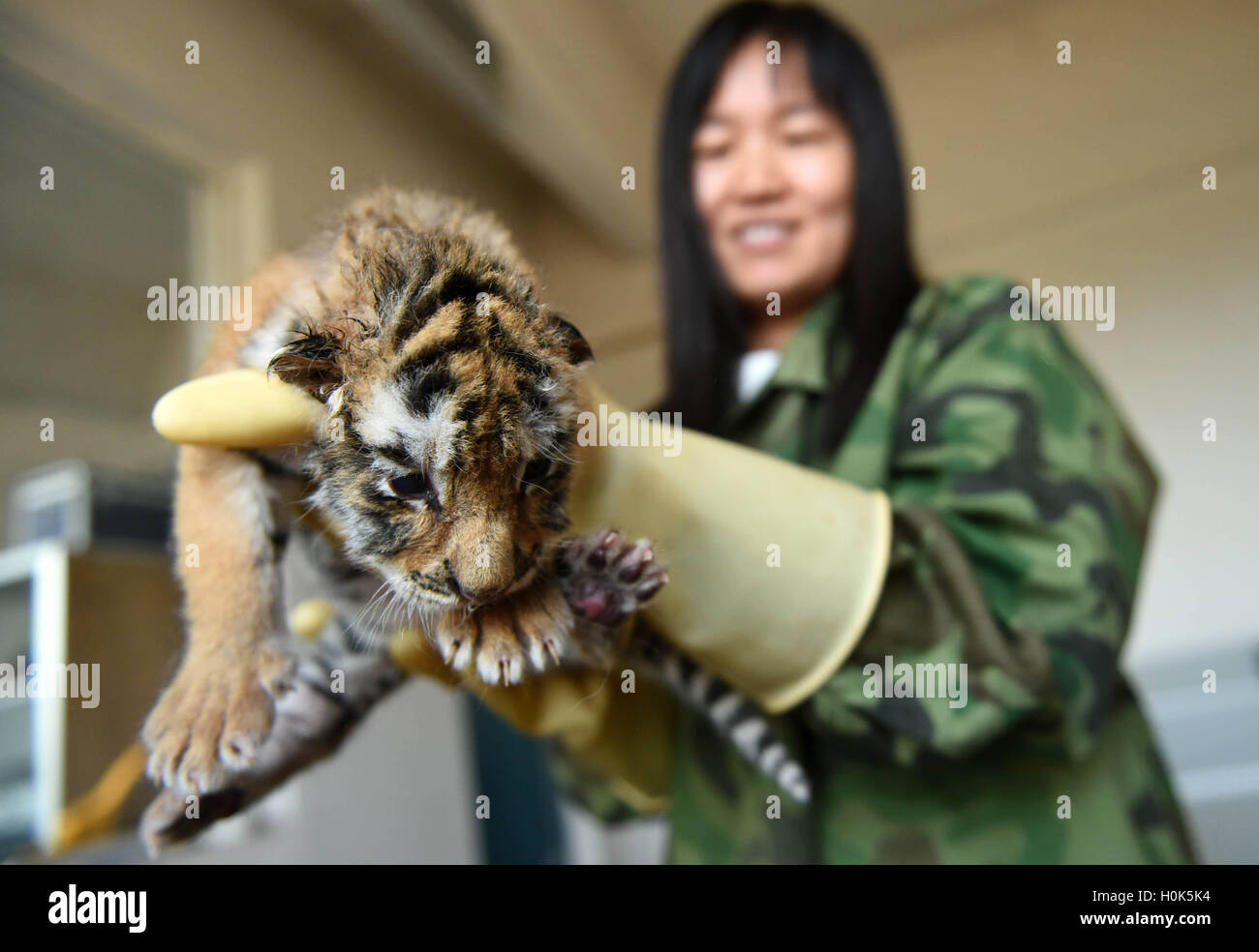 (160922) -- HARBIN, Sept. 22, 2016 (Xinhua) -- A breeder takes care of ...