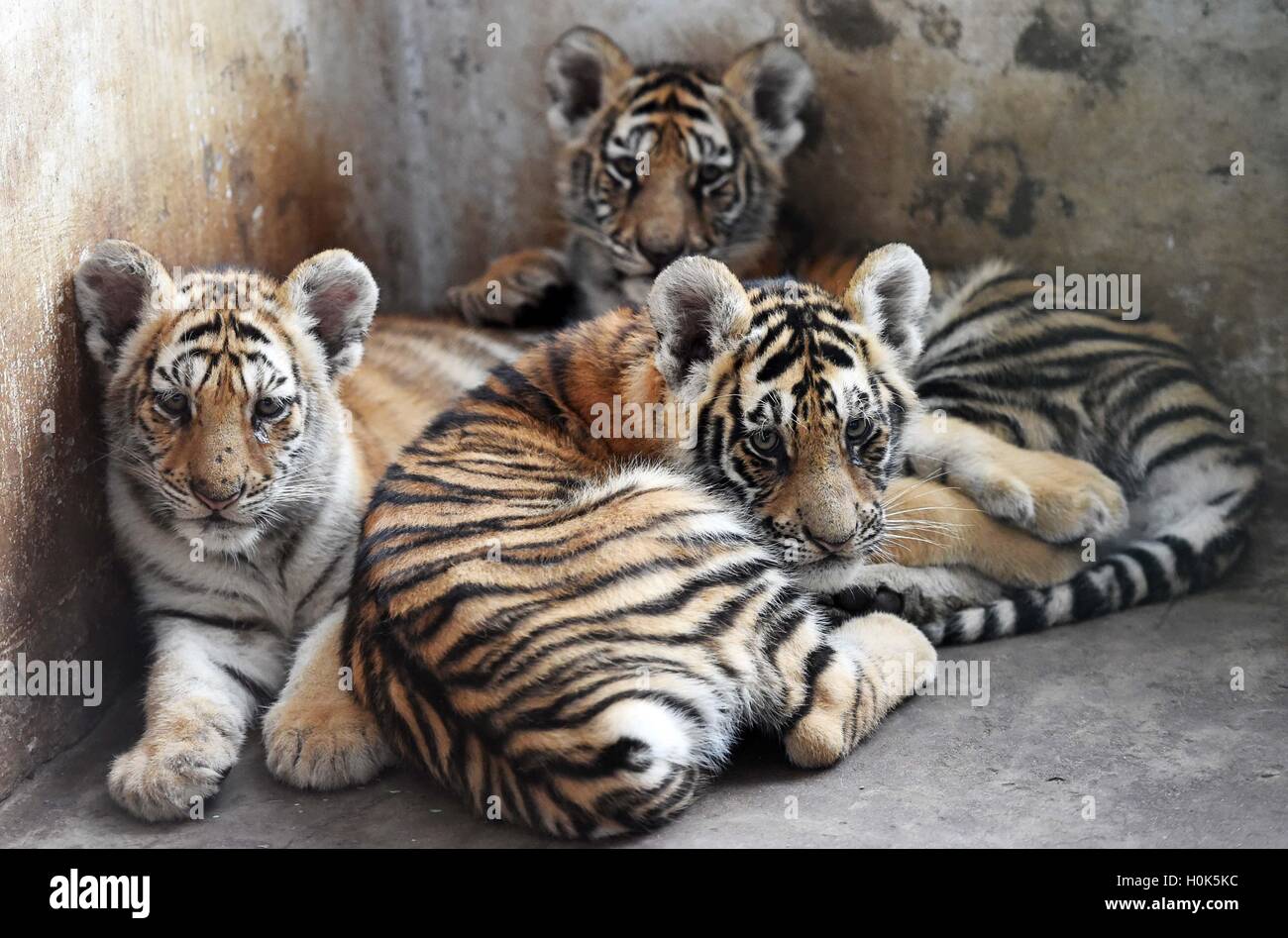 Tiger cubs hunting hi-res stock photography and images - Alamy