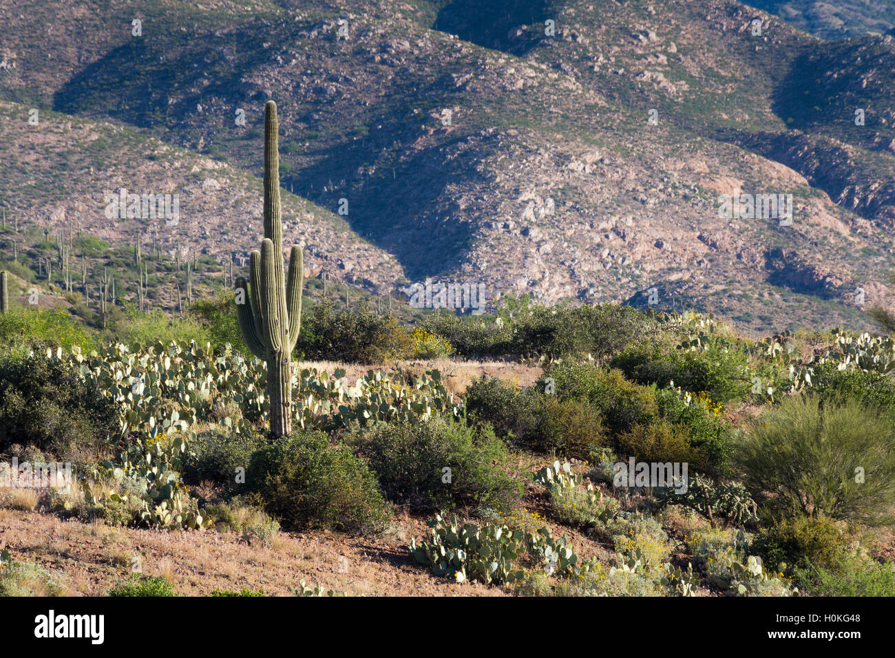 A large saguaro cactus growing along the Whitford Canyon Trail in the ...