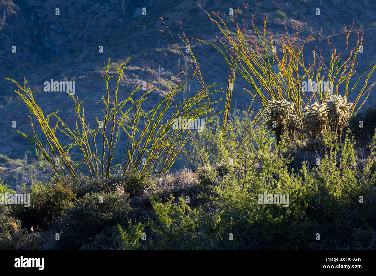 Backlit cactus hi-res stock photography and images - Alamy
