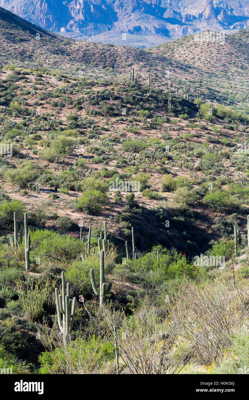 The Reavis Trail in the Superstition Mountains beginning to gain ...