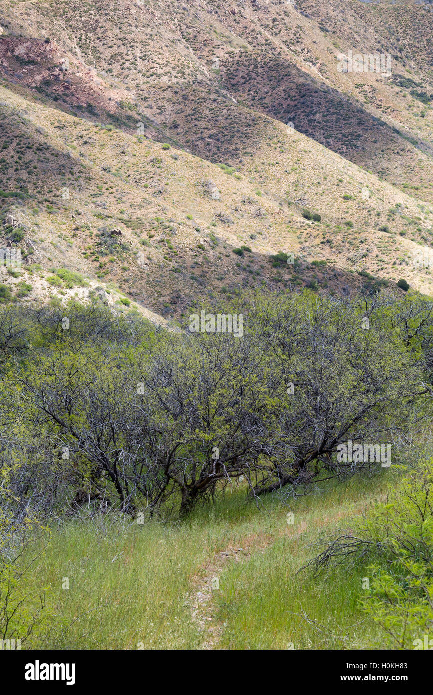 Desert grasses hi-res stock photography and images - Alamy