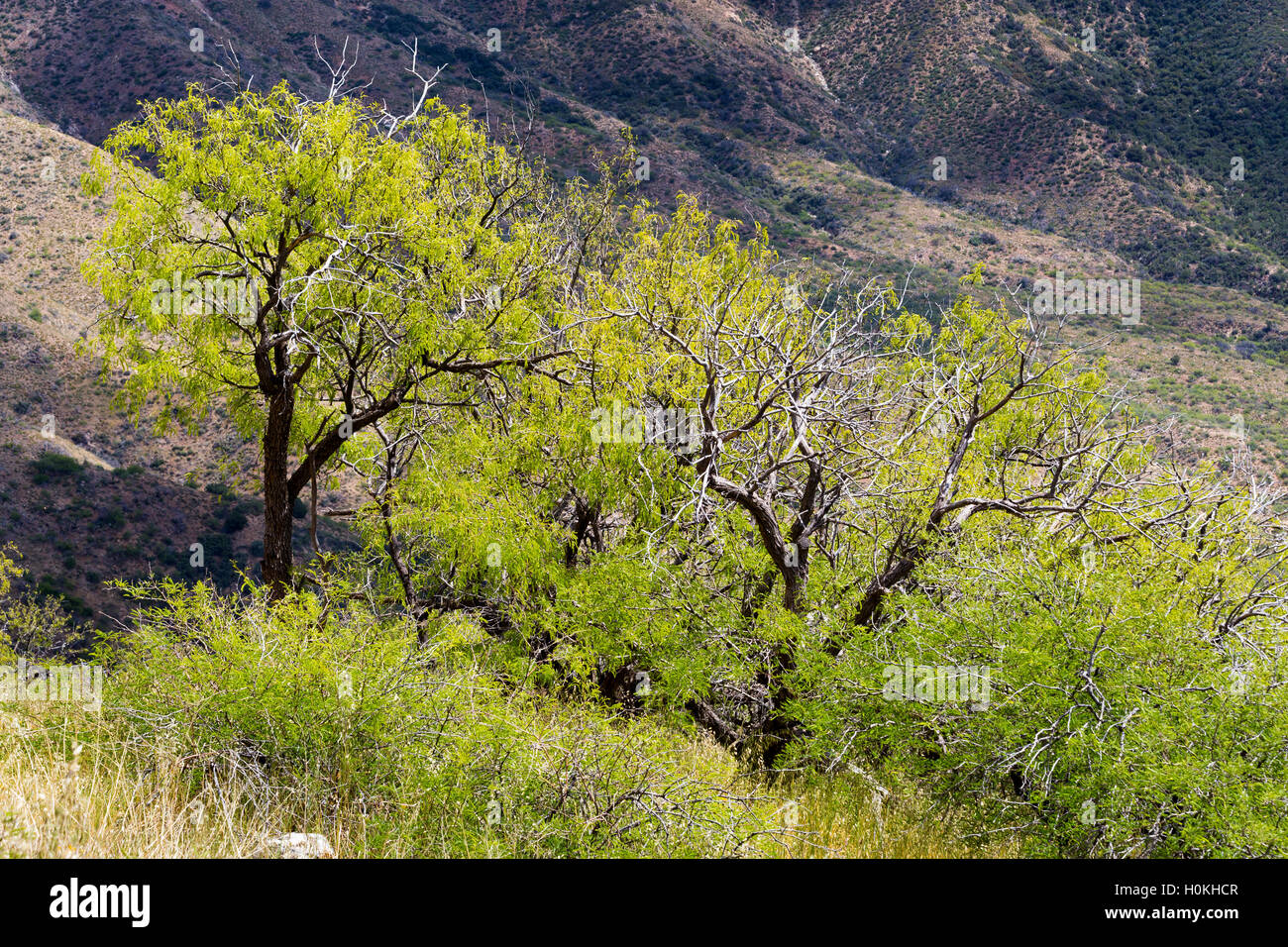Mesquite trees sonoran desert hi-res stock photography and images - Alamy