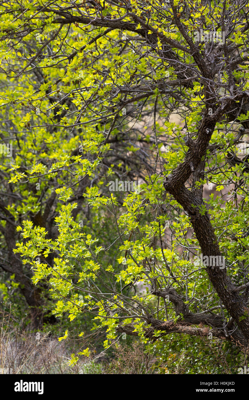 A mesquite tree leafing out along the Reavis Ranch Trail. Superstition ...