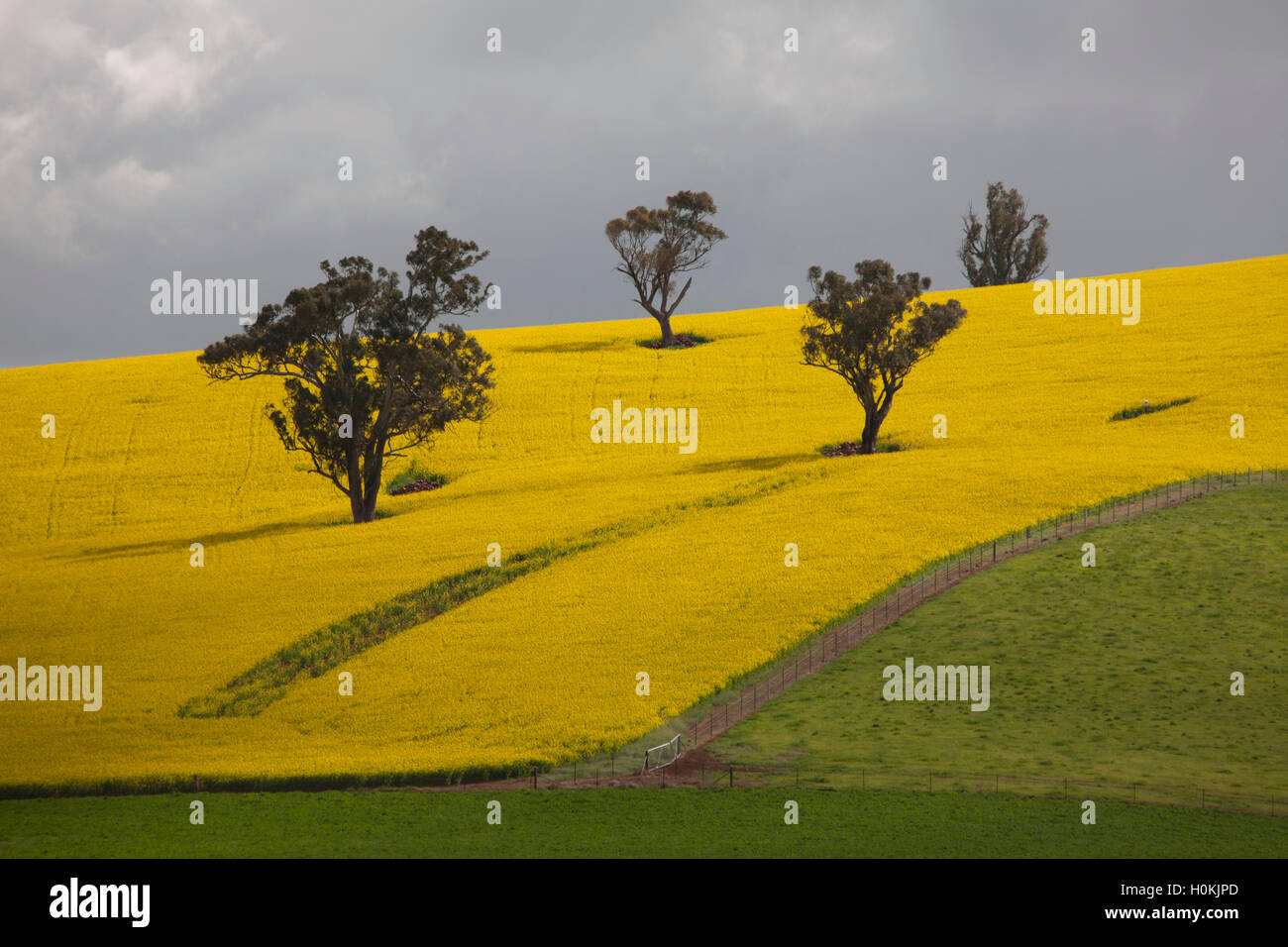 Golden yellow fields of canola of the hillsides near Cootamundra New ...