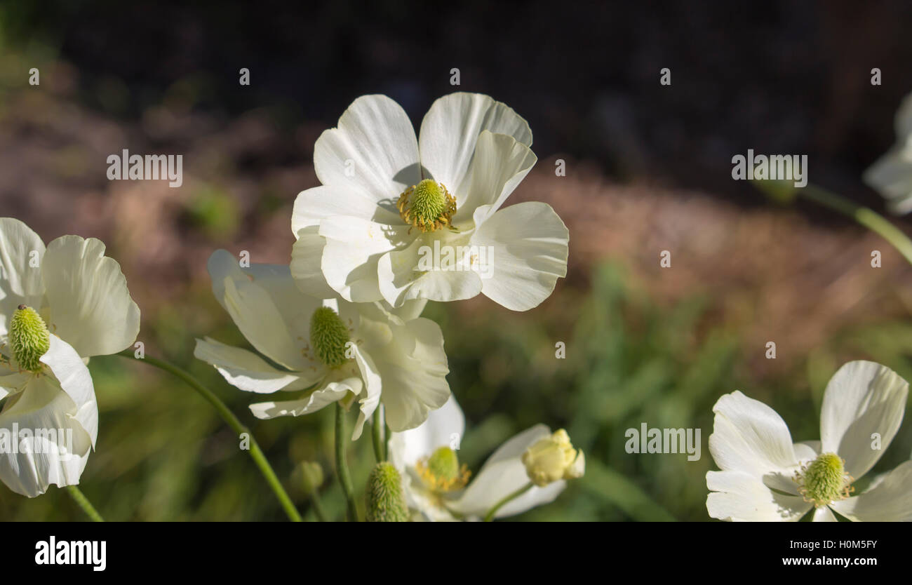 .Delicate snow white double flowered Anemone a genus of 120 species of ...