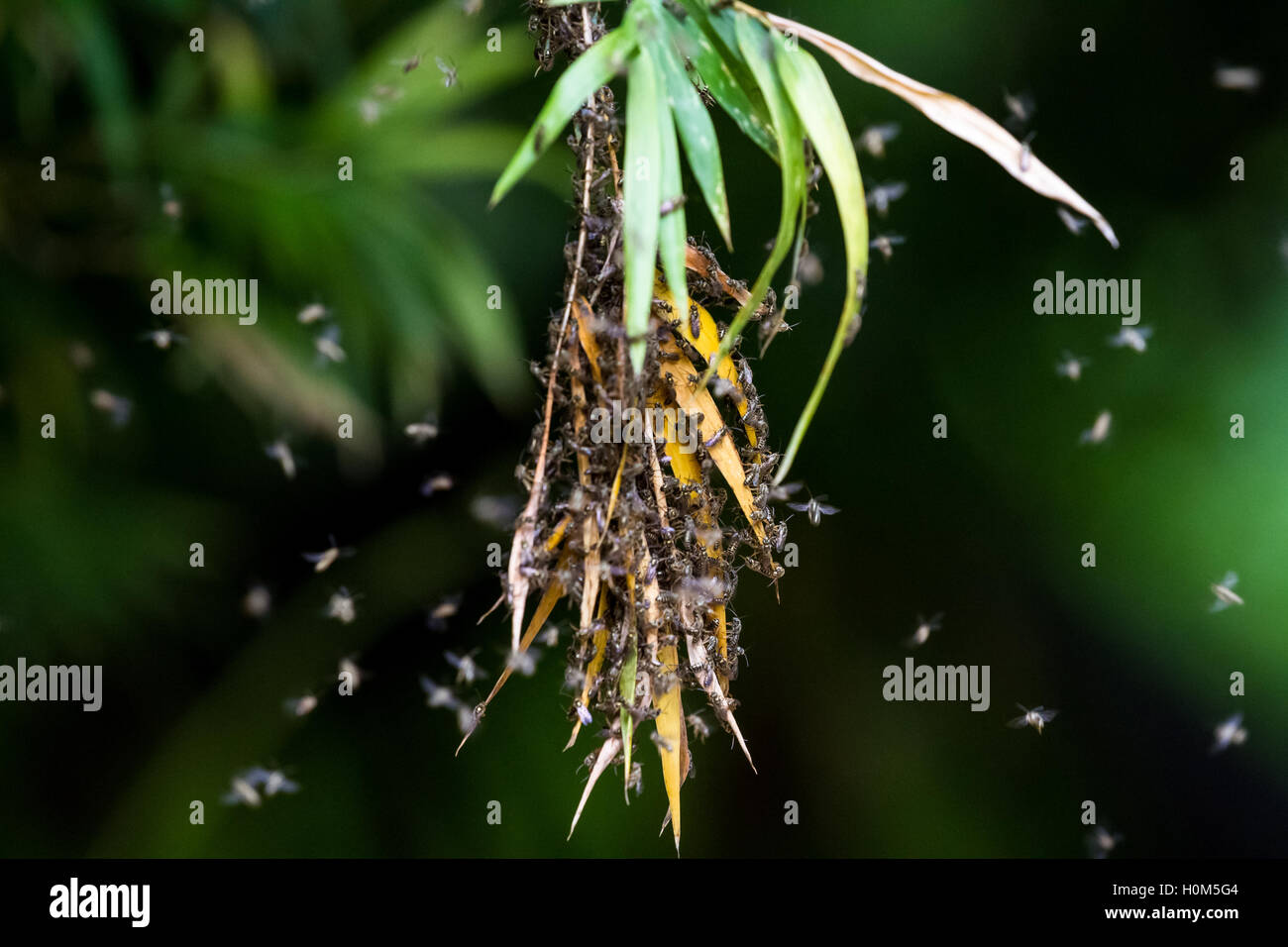 view of a group of flying insects building a nest on a palm leaf in the ...