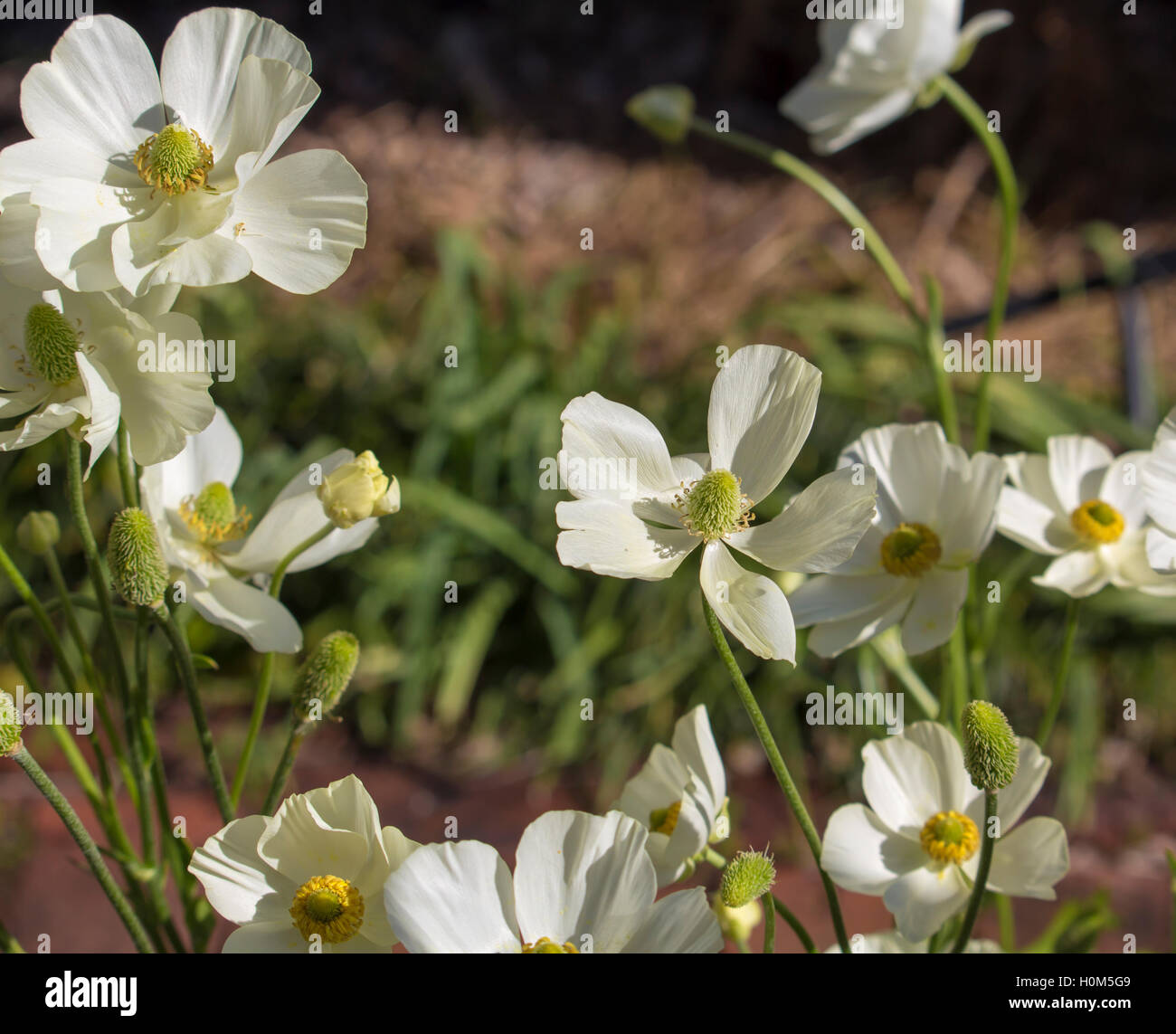 .Delicate snow white double flowered Anemone a genus of 120 species of ...