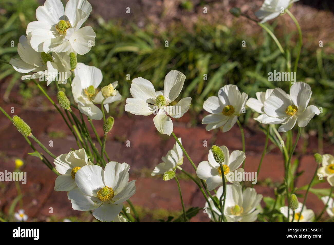 .Delicate snow white double flowered Anemone a genus of 120 species of ...