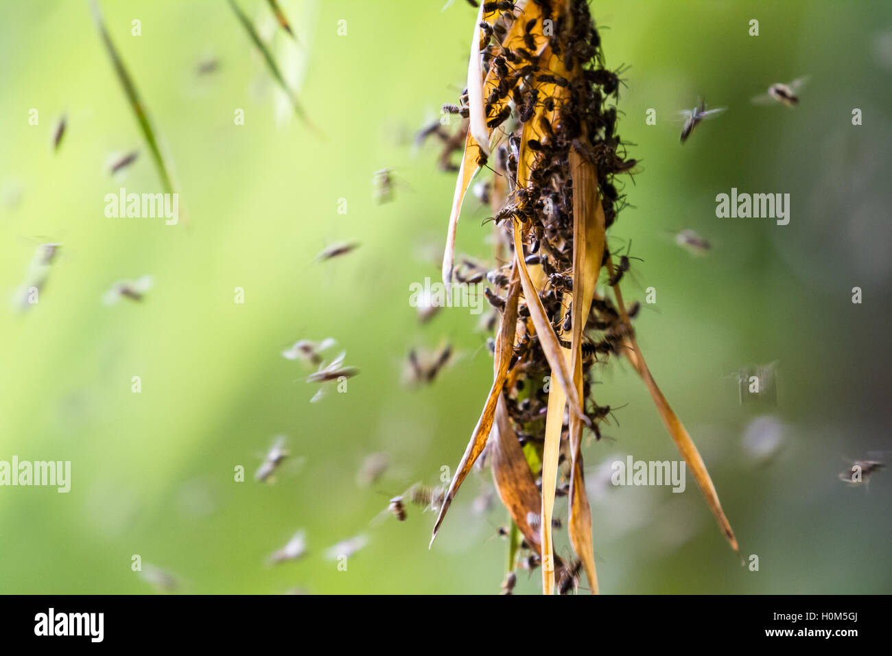 view of a group of flying insects building a nest on a palm leaf in the ...