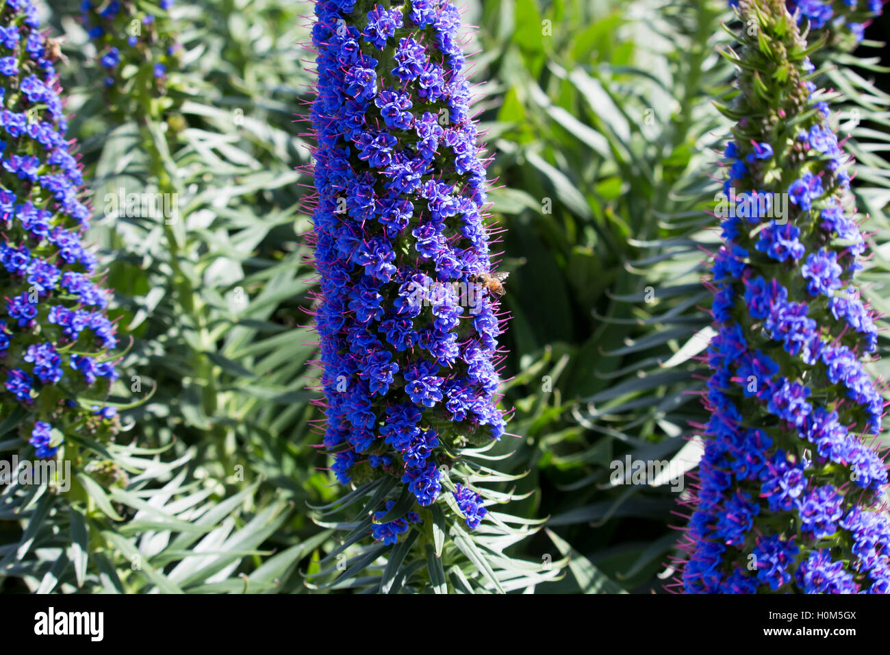 Tall Blue Flower Spikes High Resolution Stock Photography and Images ...