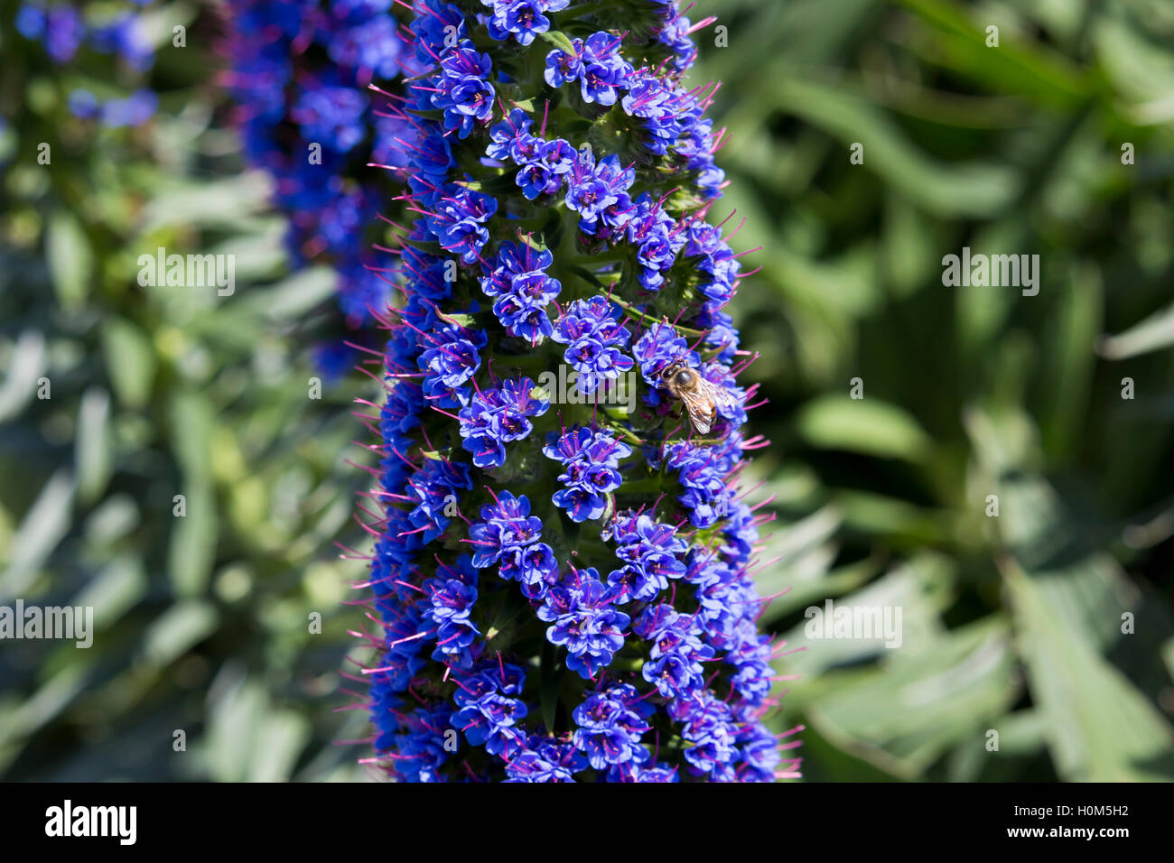 Bright blue and pink spikes of echium fastuosum or Pride of Madeira ...