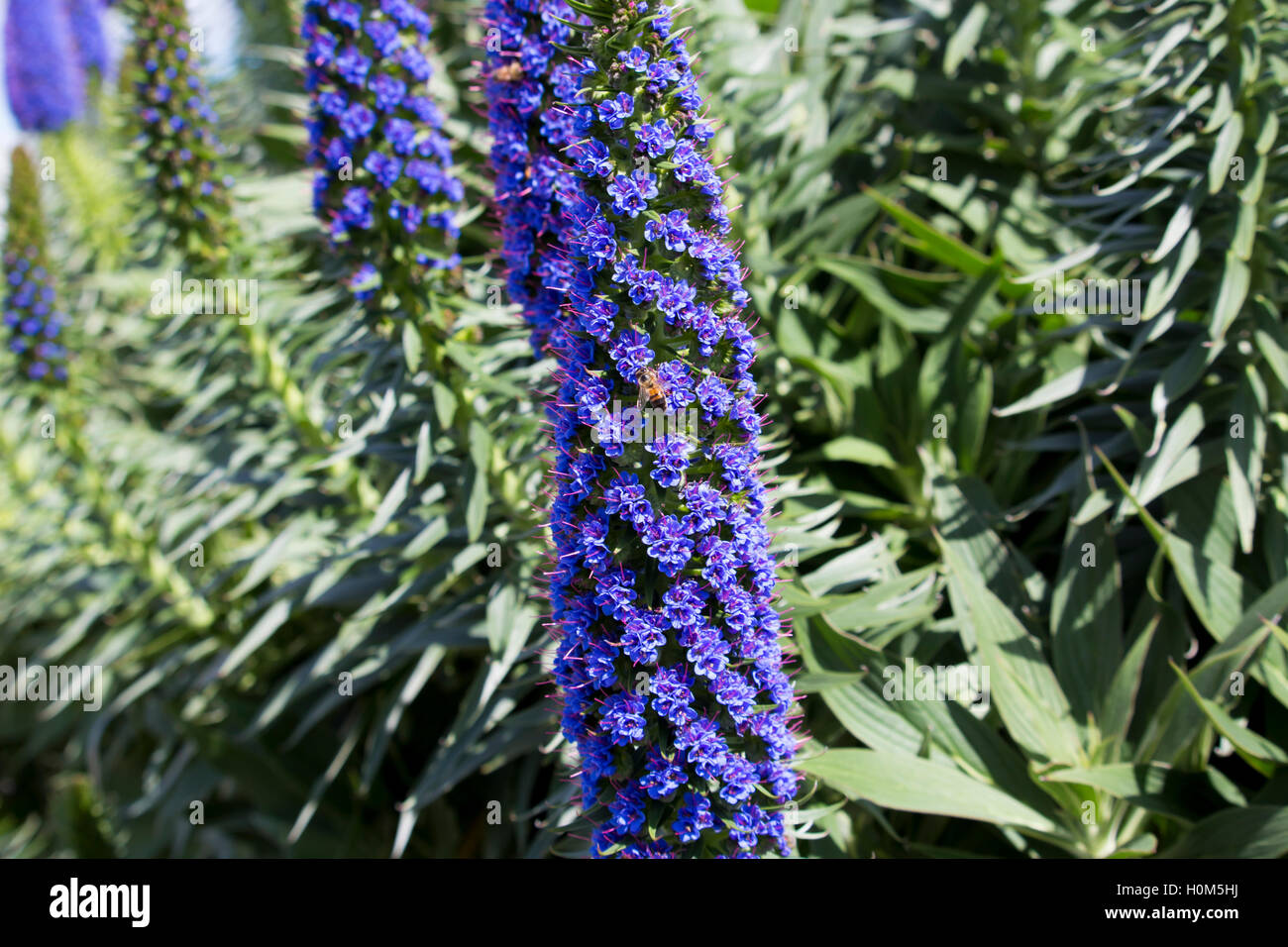 Bright blue and pink spikes of echium fastuosum or Pride of Madeira ...