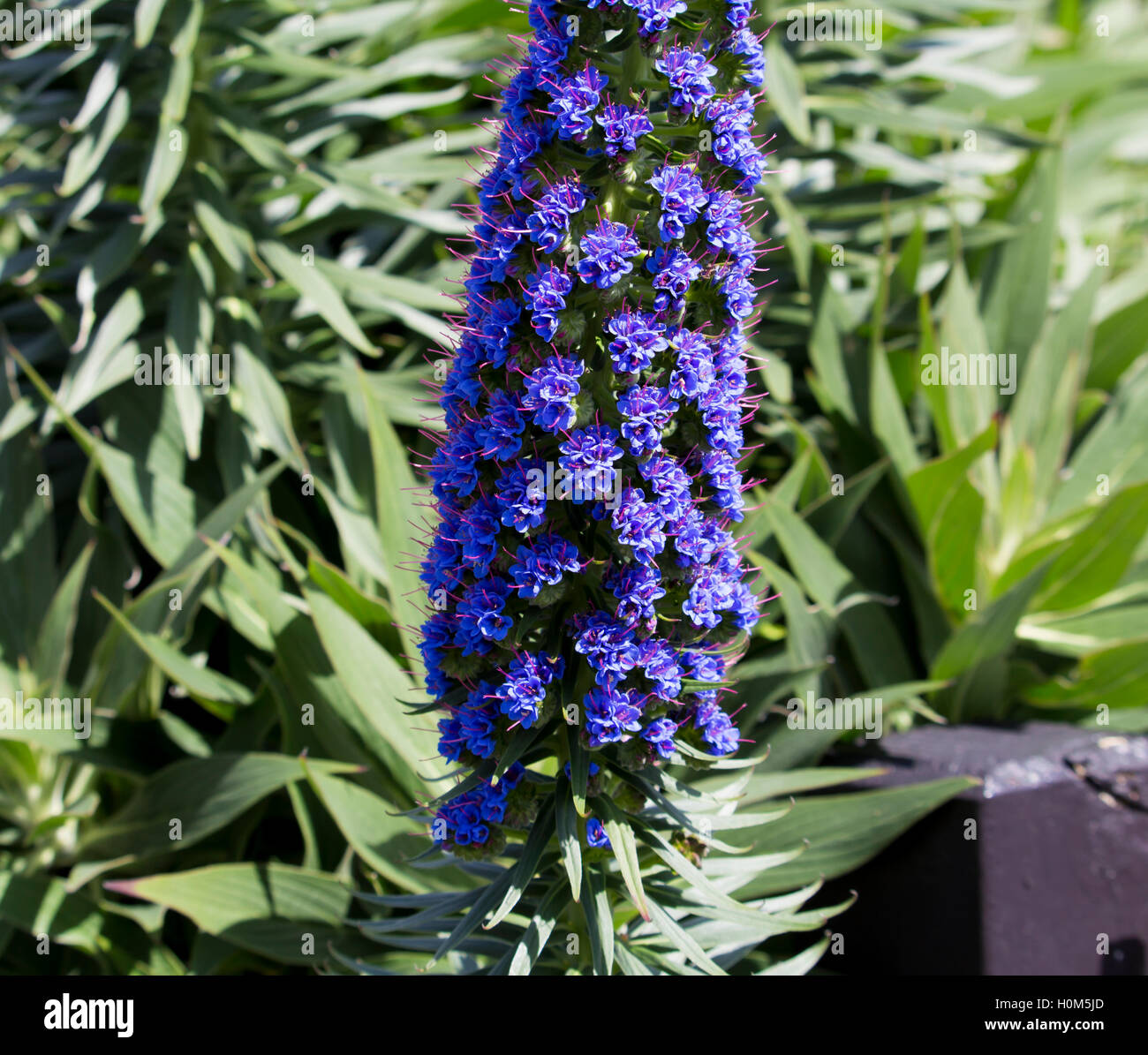 Bright blue and pink spikes of echium fastuosum or Pride of Madeira ...