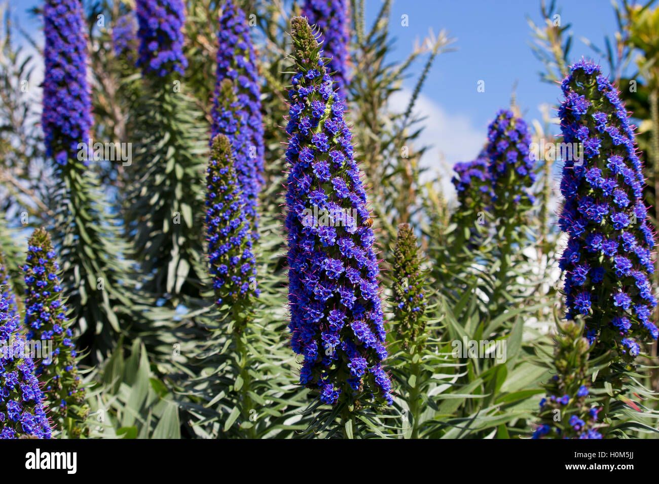 Tall Blue Flower Spikes High Resolution Stock Photography and Images ...