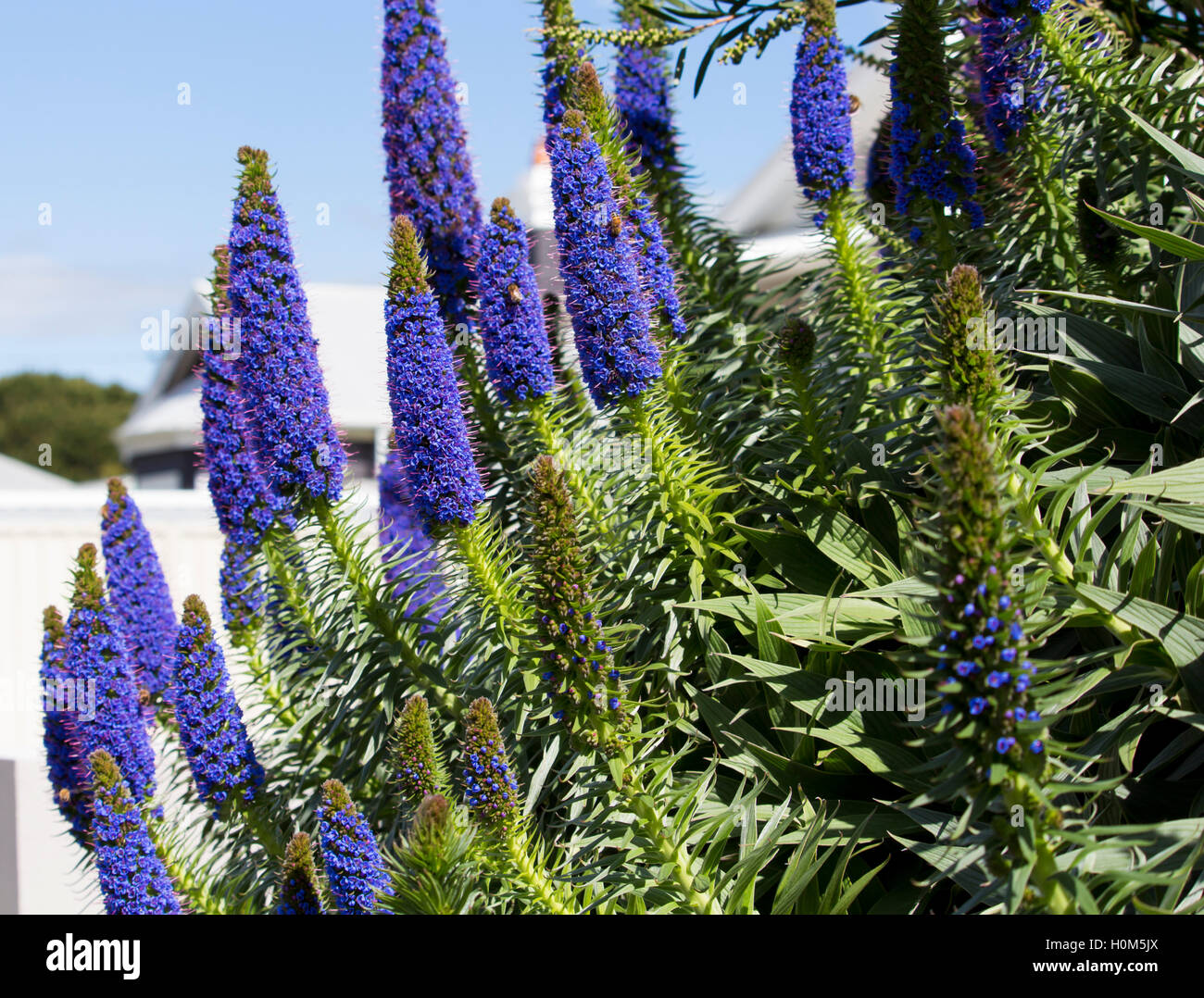 Tall open shrub hi-res stock photography and images - Alamy