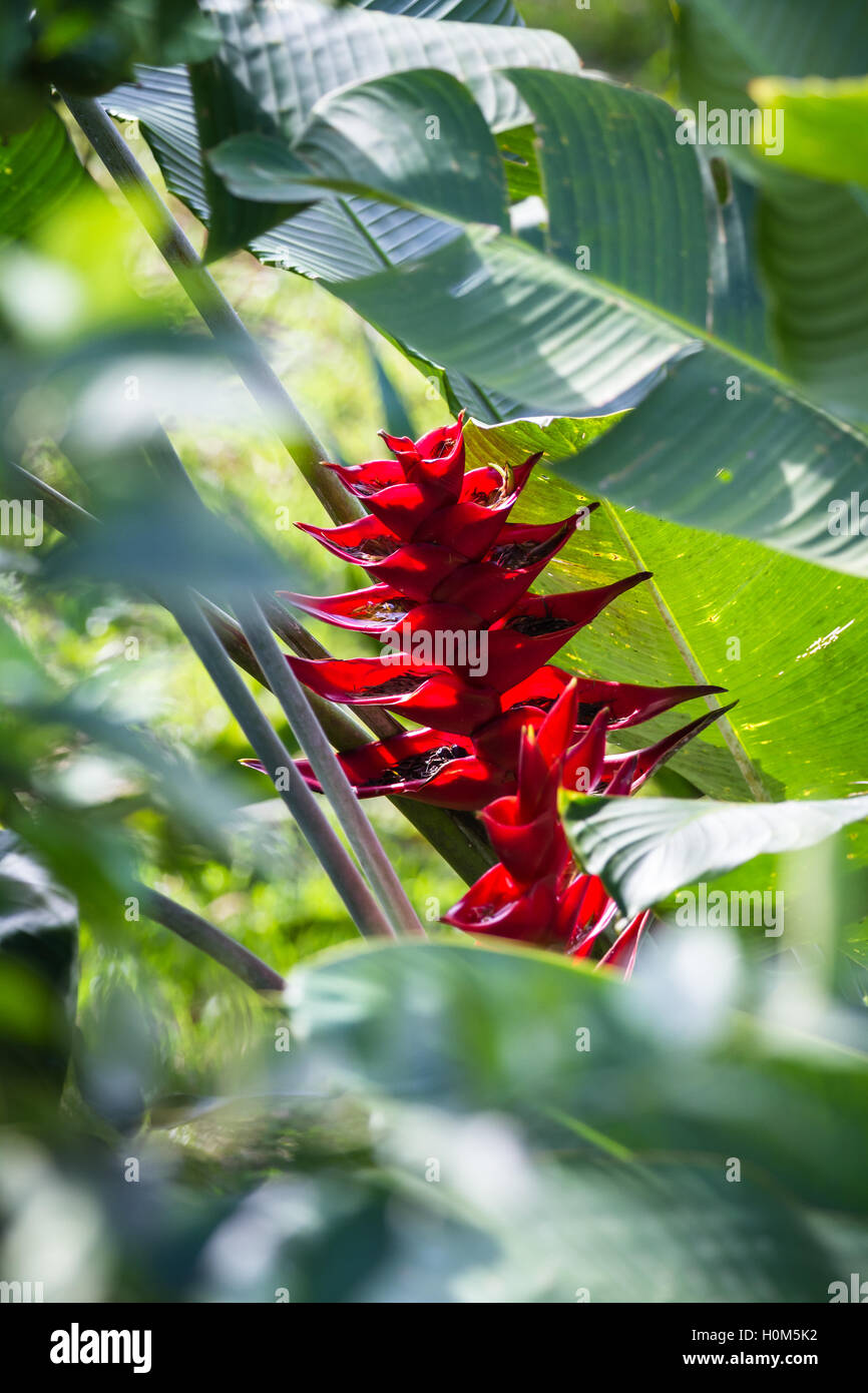 beautiful heliconia or parrot flower with a bright vivid red color in ...