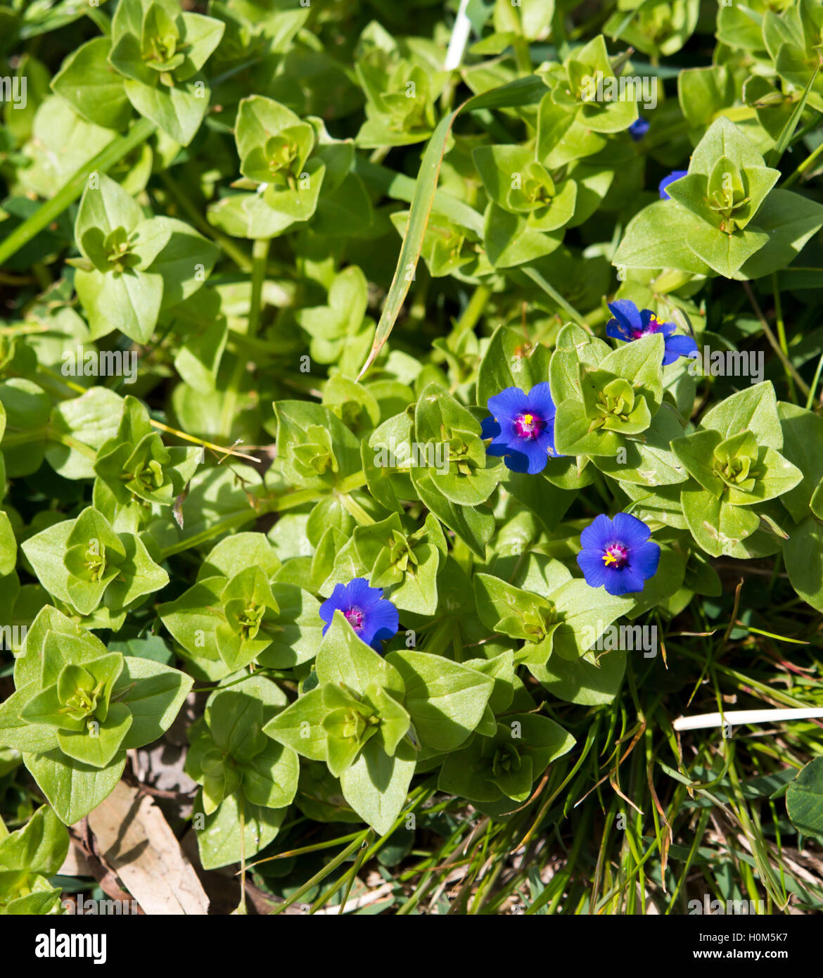 Common weed Blue Pimpernel Anagallis arvensis an insecticidal plant is ...