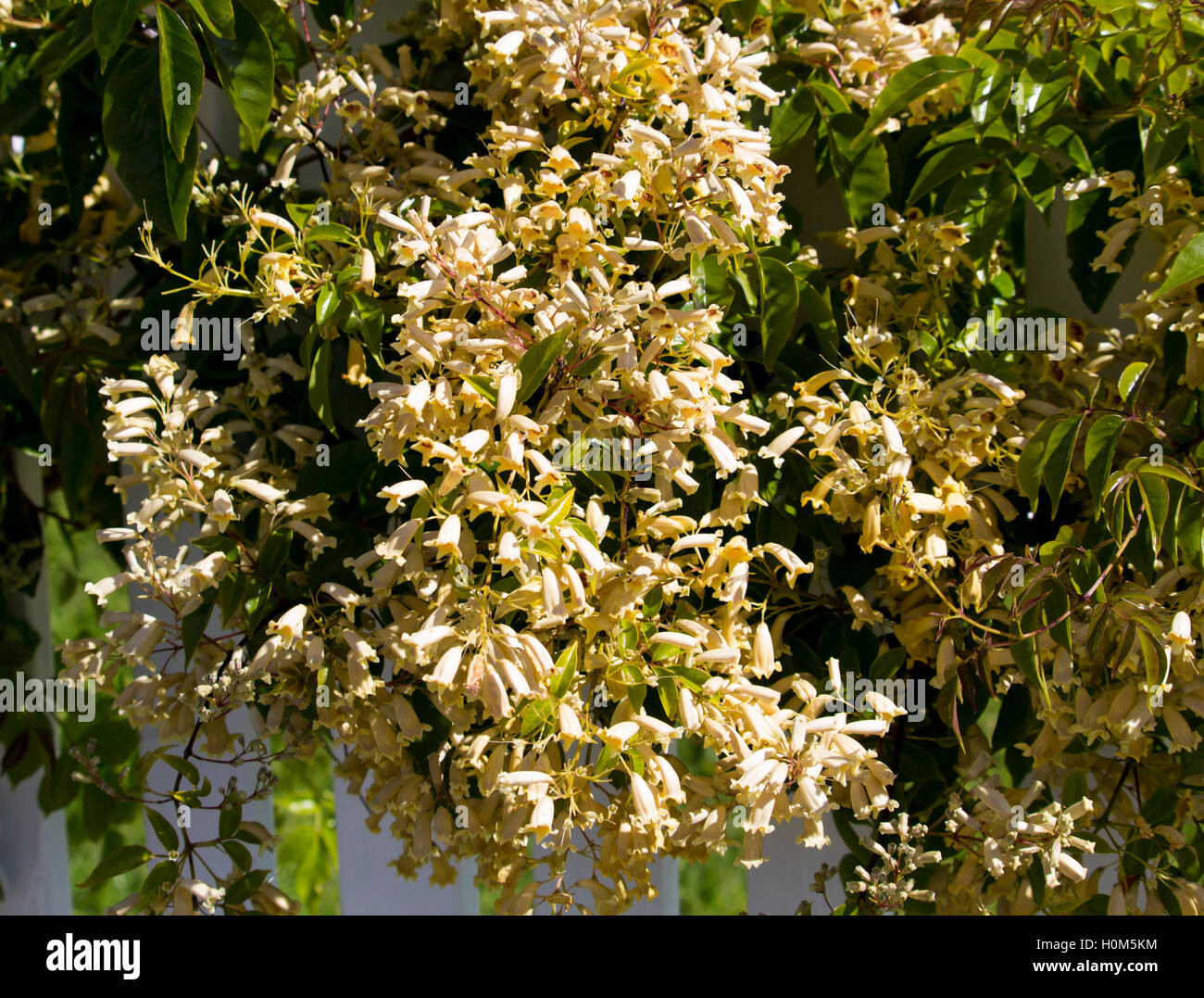 Pandorea pandorana West Australian wonga wonga vine with cream flowers ...