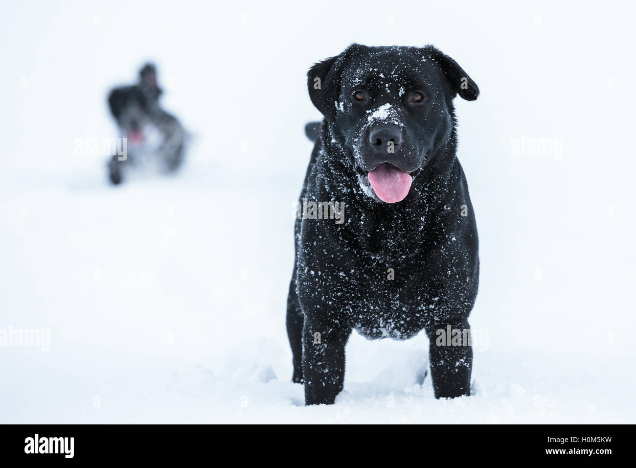 A black Labrador eagerly waits in the deep snow for the next game to ...