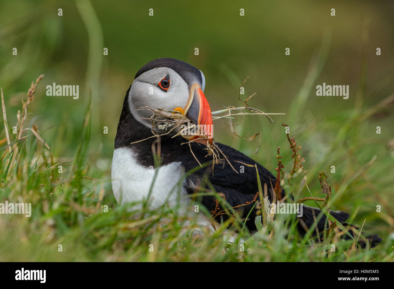 An Atlantic Puffin (Fratercula arctica) fills its large orange bill ...