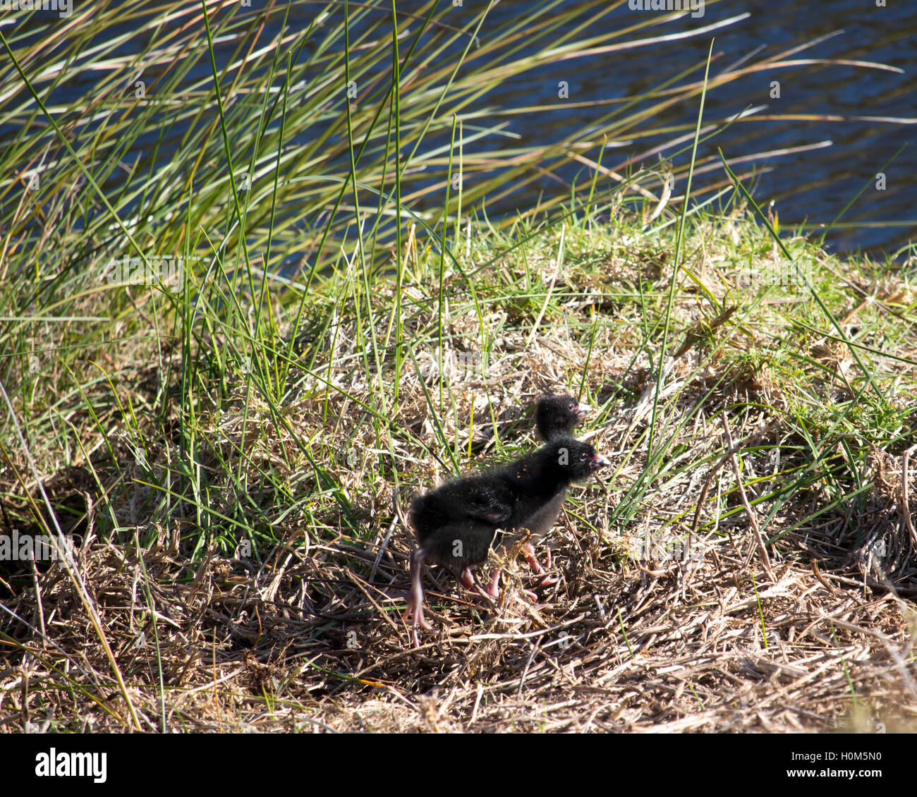 Stunningly colorful Purple swamp hen porphyria with its young black ...