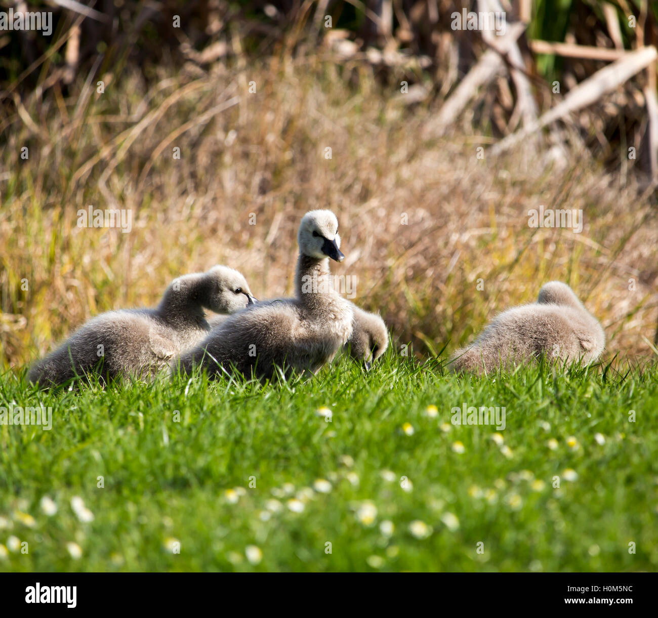 West Australian black swans cygnus atratus young cygnets eating grass ...
